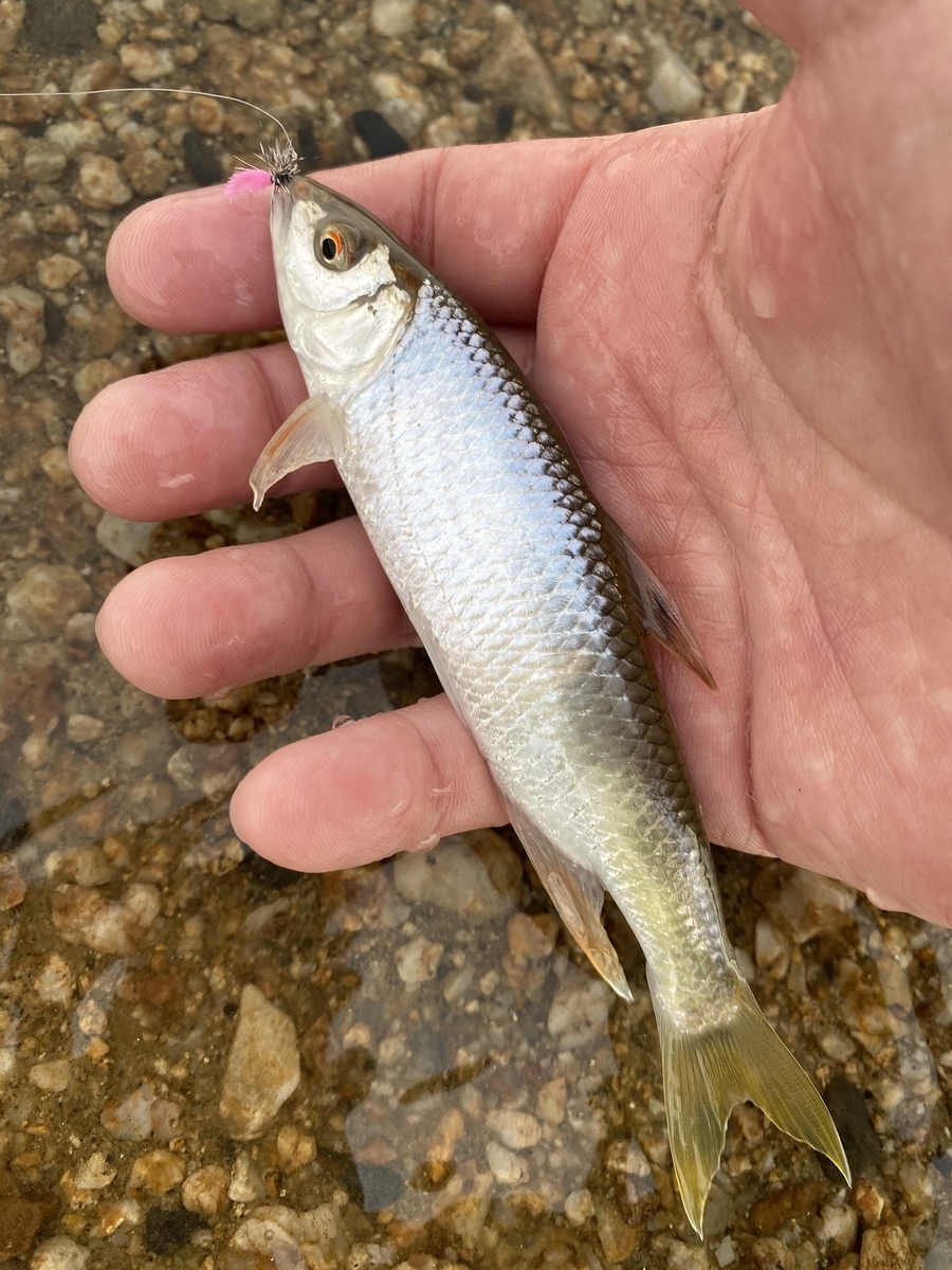 釣行記 ‘20/10/18 - Oikawa Fly Fishing
