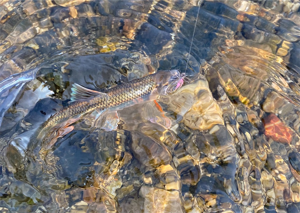 釣行記 ‘21/6/24 - Oikawa Fly Fishing