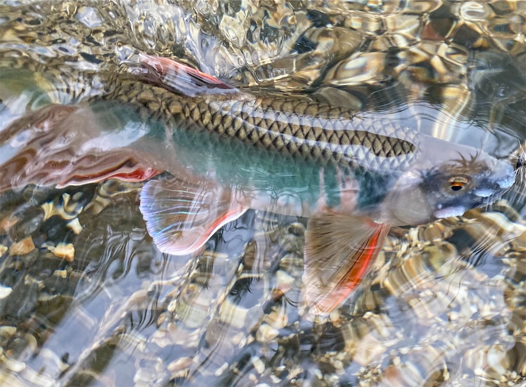 釣行記 ‘23/6/6 - Oikawa Fly Fishing