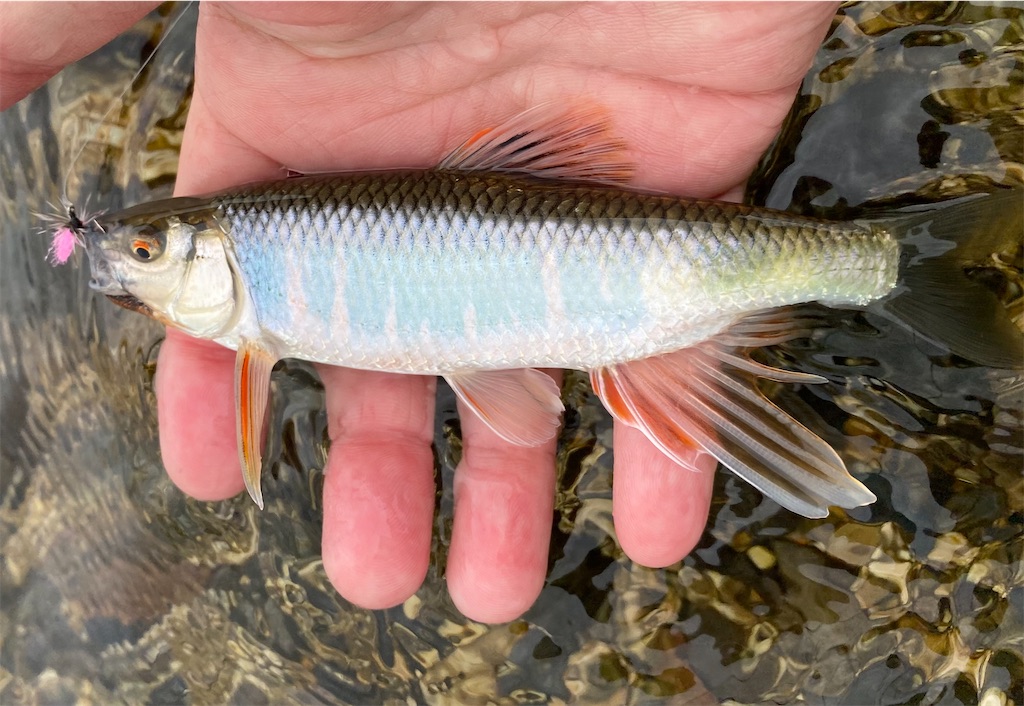 釣行記 ‘23/6/21 - Oikawa Fly Fishing