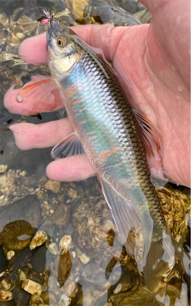 釣行記 ‘23/6/21 - Oikawa Fly Fishing