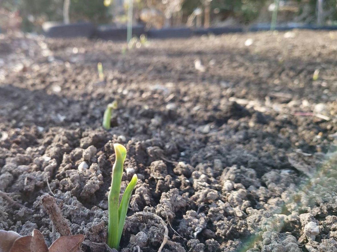 芽吹いてきました…早すぎる… - ゆみぽんのおうち