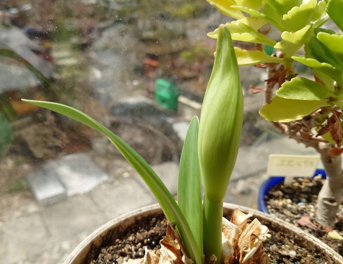 芽吹いてきました…早すぎる… - ゆみぽんのおうち