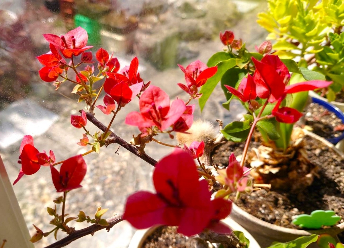 芽吹いてきました…早すぎる… - ゆみぽんのおうち