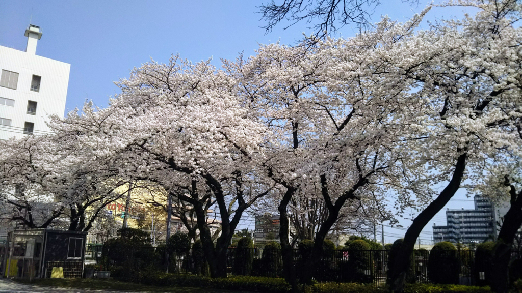 2018年の桜 - Keep In Mind