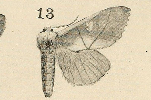 個別「Euhampsonia splendida」の写真、画像 - yyzz2's fotolife