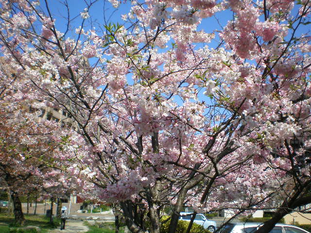 散りゆく桜の花の楽しみ Zayouhyokujyous Blog