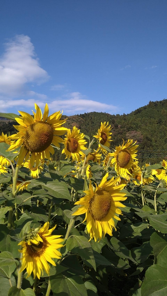 Scenic sightseeing spots in Tokyo: 4 must-visit Akigawa Valley - 地元ナビ