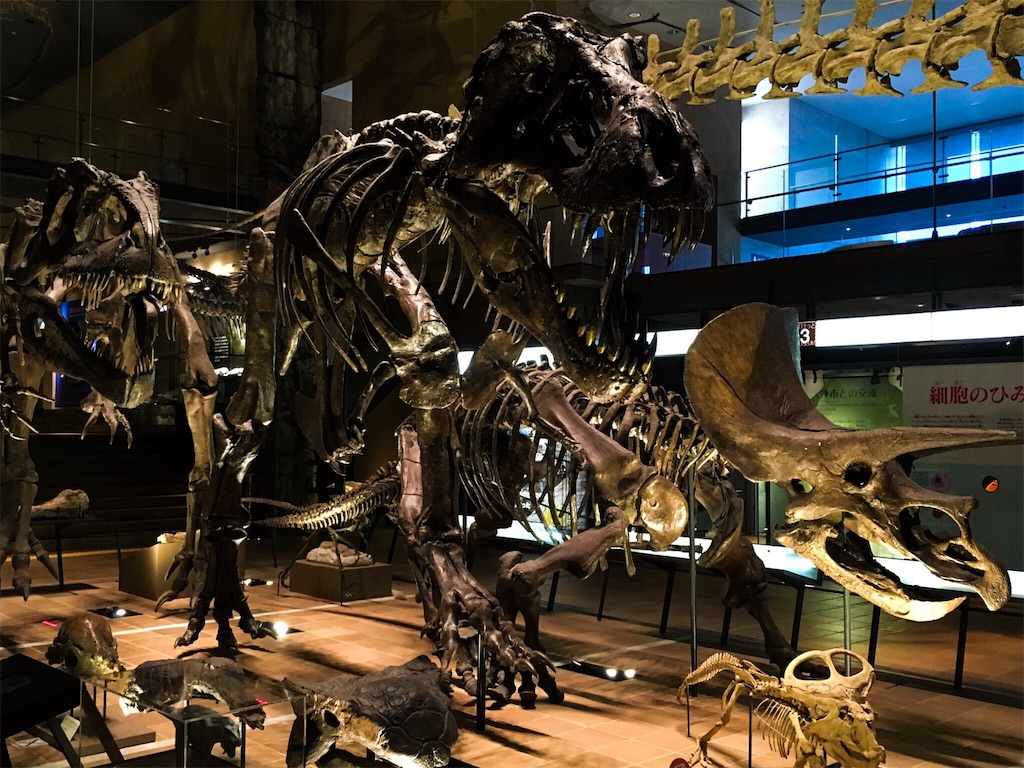 KITAKYUSHU MUSEUM OF NATURAL HISTORY & HUMAN HISTORY - Seribu Muka ...
