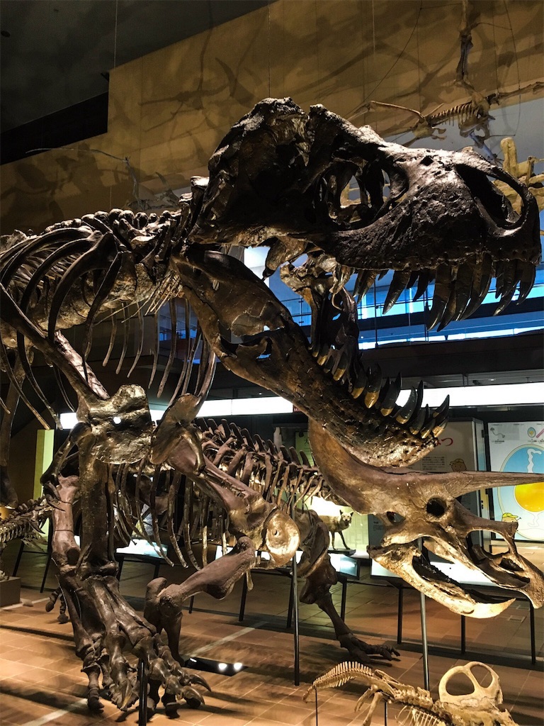 KITAKYUSHU MUSEUM OF NATURAL HISTORY & HUMAN HISTORY - Seribu Muka ...